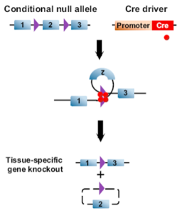 Some Basics about Cre-lox and Inducible Cre in Mouse Modeling - GenoBioTX