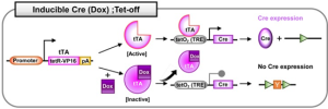 Some Basics about Cre-lox and Inducible Cre in Mouse Modeling - GenoBioTX